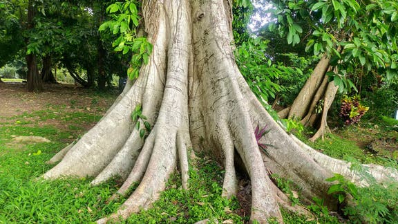 A Creative Layout Consisting of Roots and Trunks of Large Trees ...