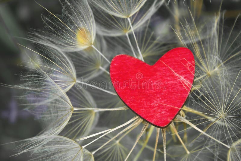 Creative Layout with Delicate White Dandalion Flower and Red Heart ...