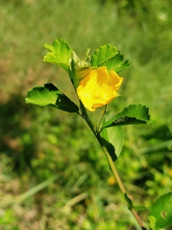 Creative Layout of Flowers and Leaves Tilted Position from the Side ...