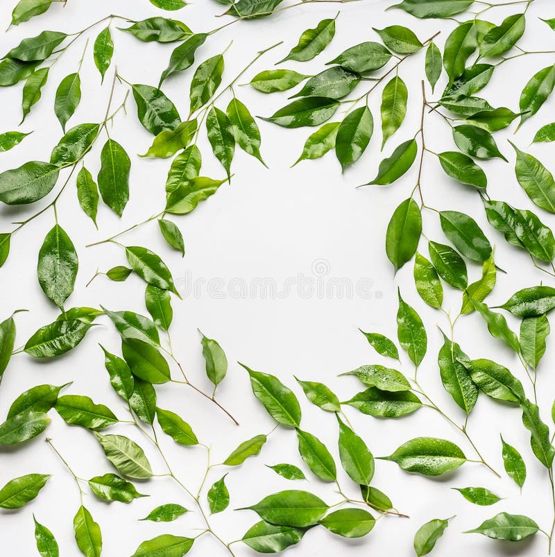 Layout Frame of Green Leaves, Top View . Vegetation Nature Stock Photo ...