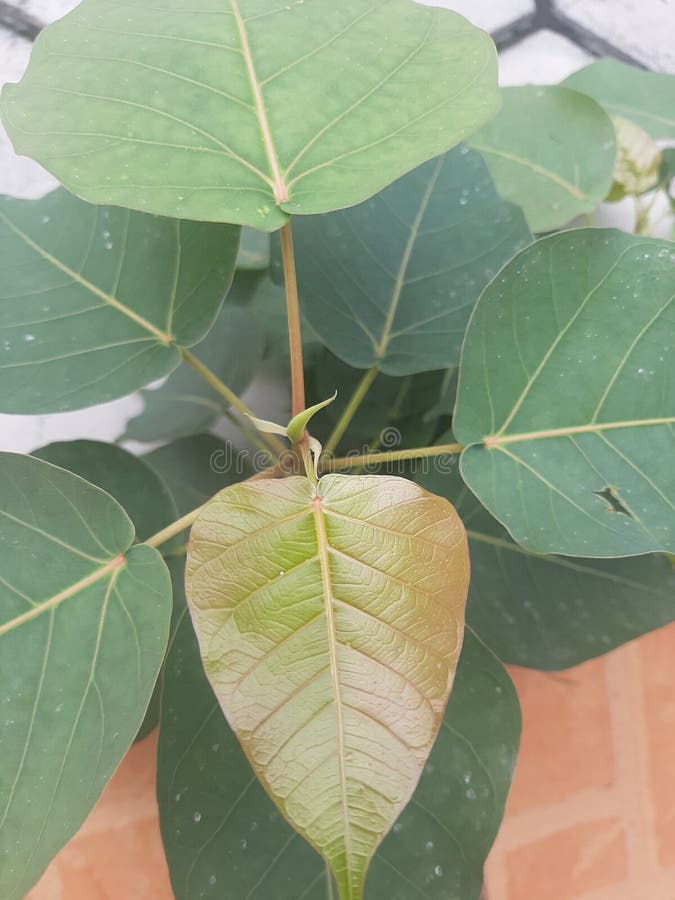 Creative layout green leaf stock image. Image of green - 254679013