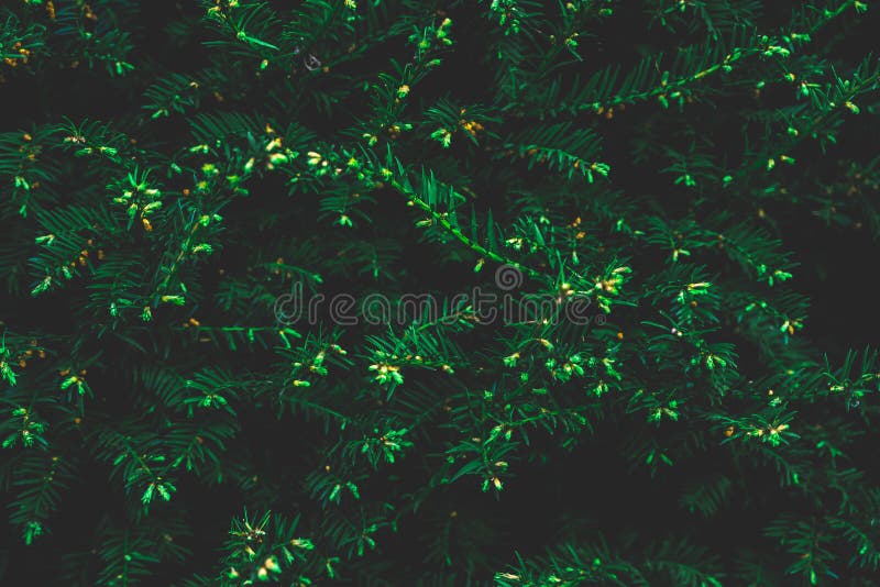 Creative Layout of Green Leaves. Stock Photo - Image of toned, texture ...