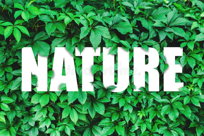 Creative Layout of Green Leaves and the White Word Nature. he Was Lying ...