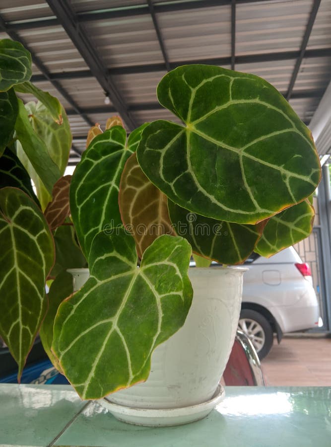 Creative Layout with Leaves. Green and Freshness Stock Photo - Image of ...