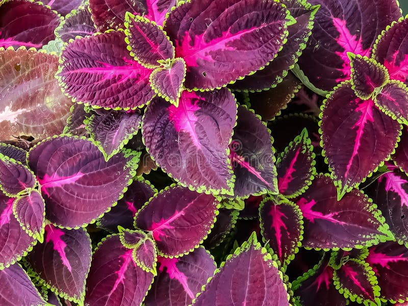 Creative Layout of Leaves by the Roadside. Nature Concept Stock Image ...