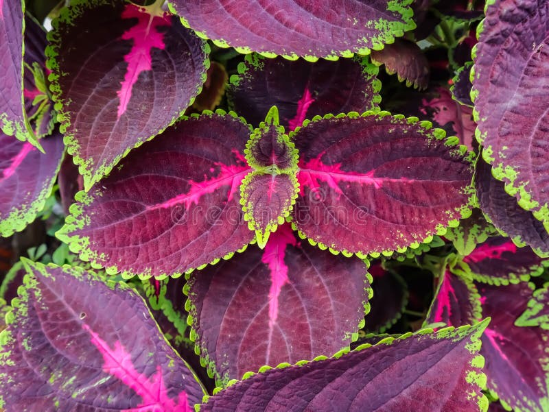 Creative Layout of Leaves by the Roadside. Nature Concept Stock Photo ...