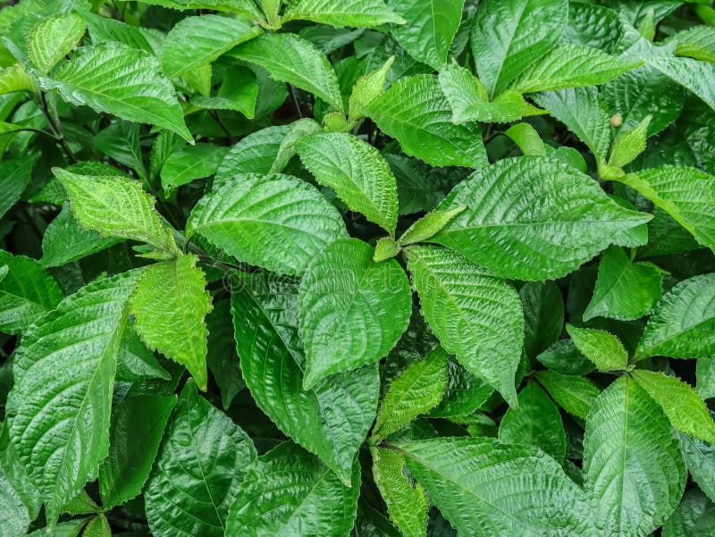 Creative Layout of Leaves by the Roadside. Nature Concept Stock Photo ...