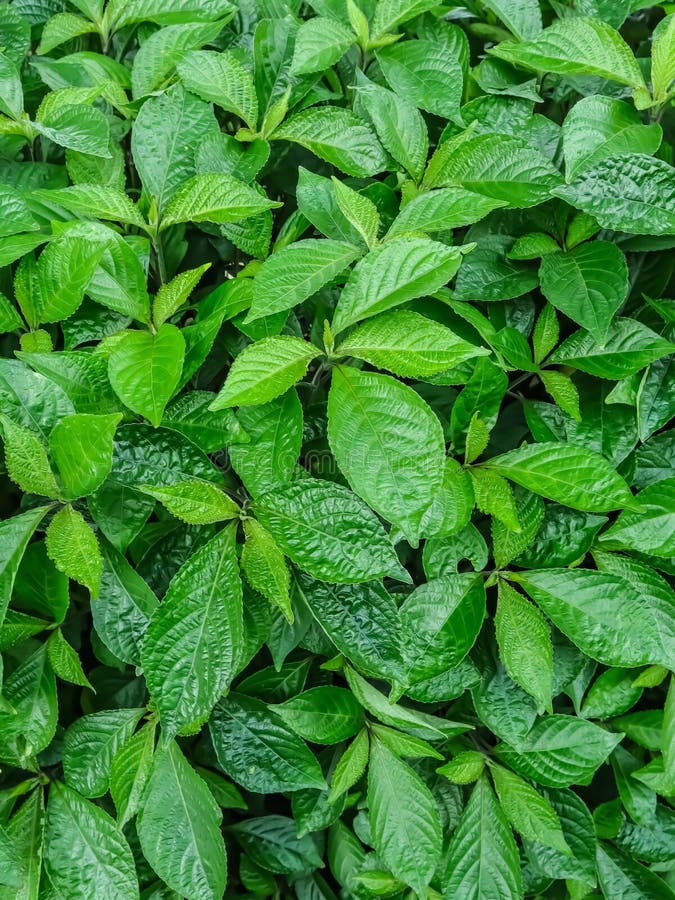 Creative Layout of Leaves by the Roadside. Nature Concept Stock Photo ...