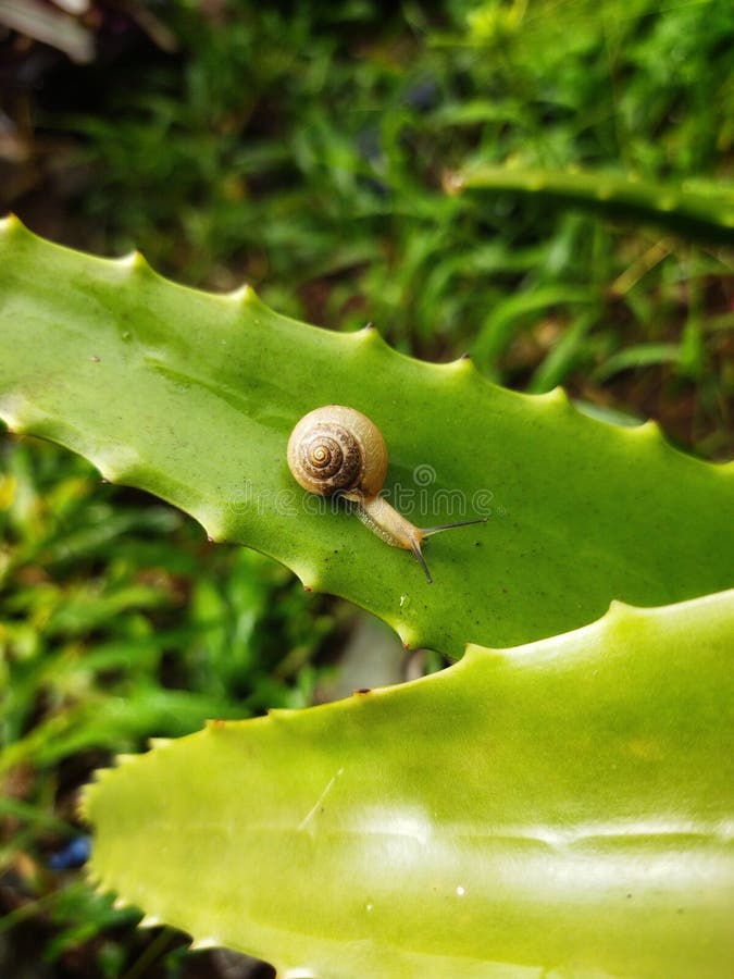 Creative Layout Little Snail on the Leaf Stock Photo - Image of little ...