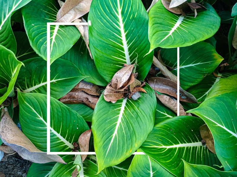 Flat Lay, White Desk in the Office with Layout Space.with Office ...