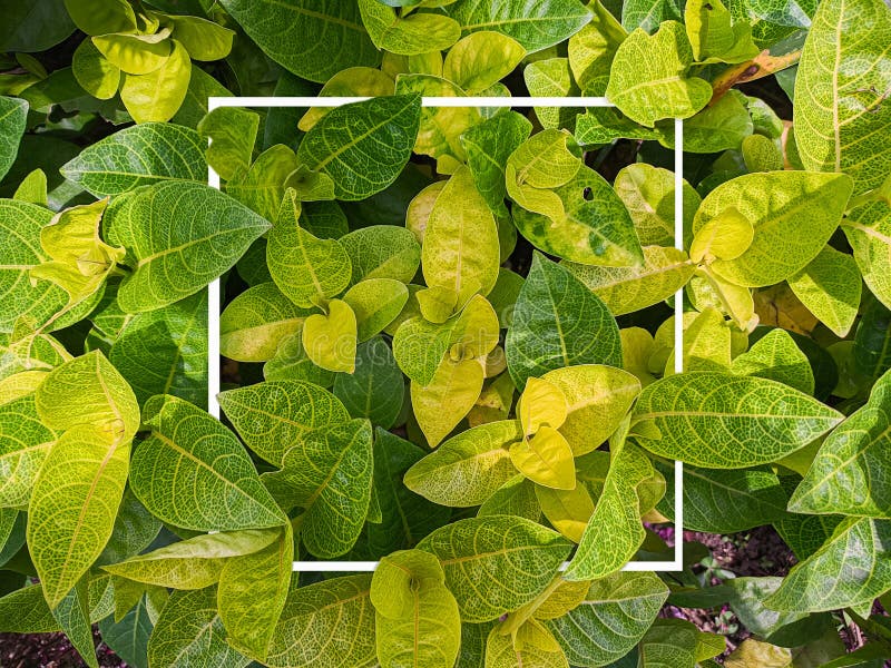 A Creative Layout Made of Aroid Leaf Plants with a White Frame in the ...