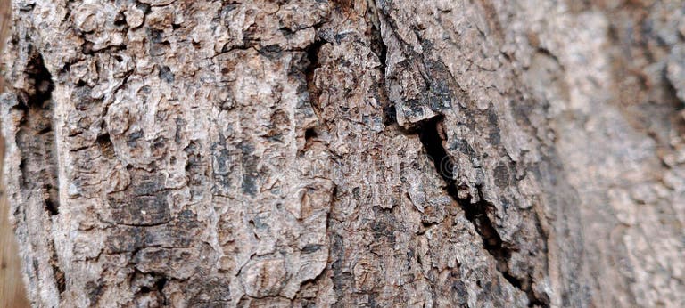 Creative Layout Made of Bark Old Tree.Flat Lay Stock Photo - Image of ...