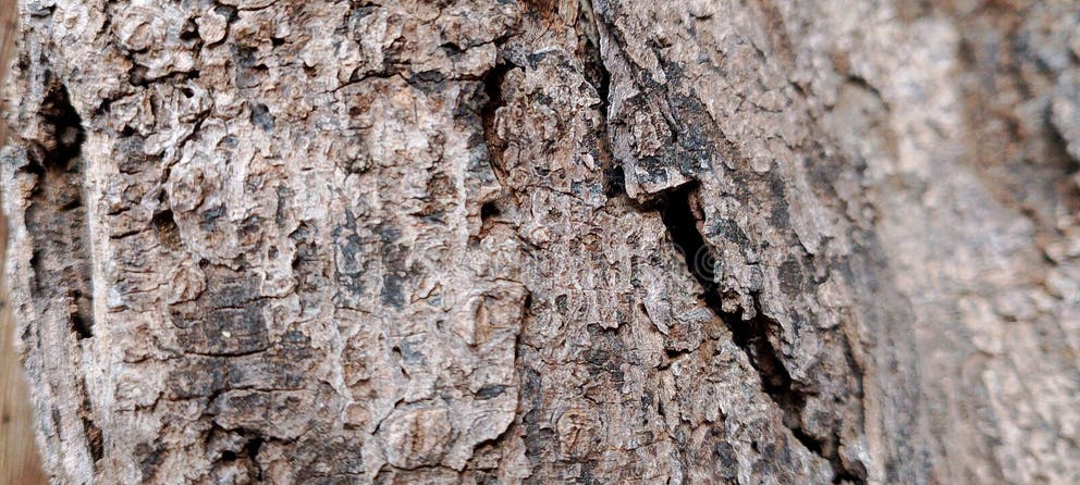 Creative Layout Made of Bark Old Tree.Flat Lay Stock Photo - Image of ...