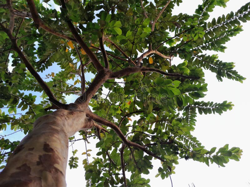 Creative Layout Made of Branches and Leaves Stock Photo - Image of ...