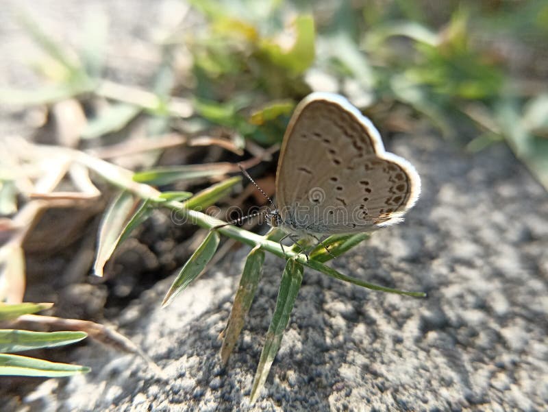 Creative Layout Made of Butterfly on the Green Leaves in the Garden ...