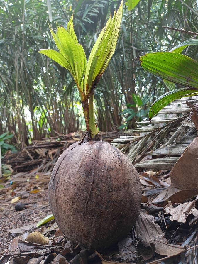 Creative Layout Made of Coconut Growing Buds Stock Image - Image of ...