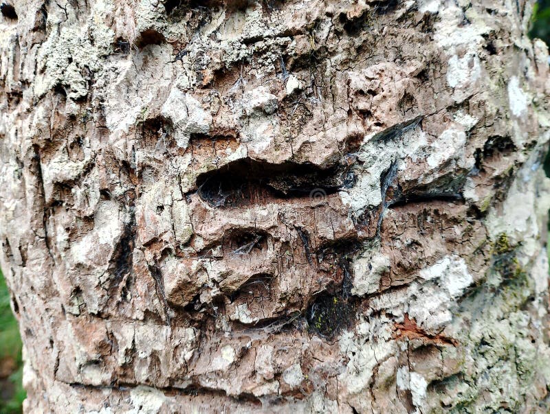 Creative Layout Made of Coconut Tree Bark.flat Lay Stock Image - Image ...