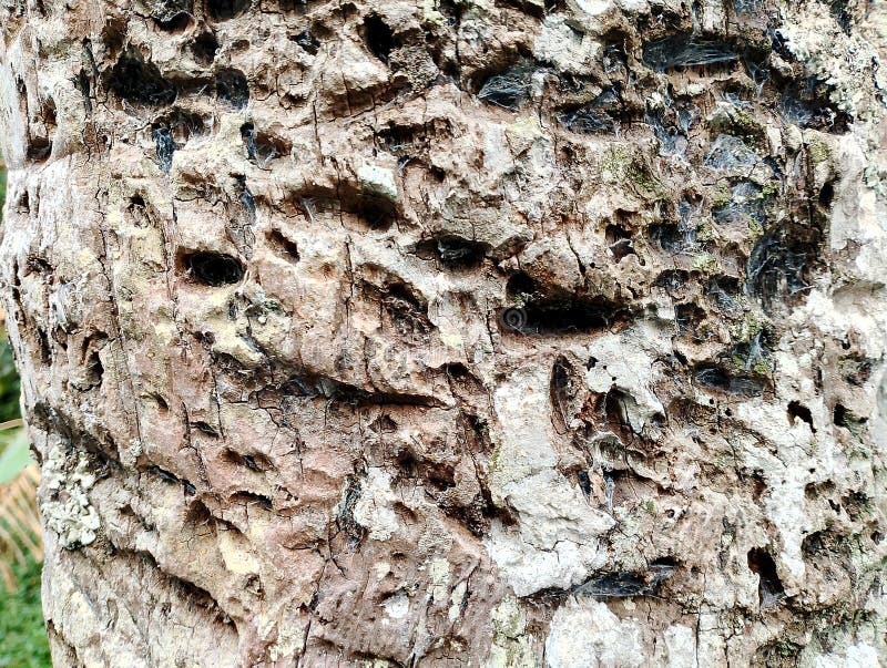 Creative Layout Made of Coconut Tree Bark.Flat Lay Stock Image - Image ...