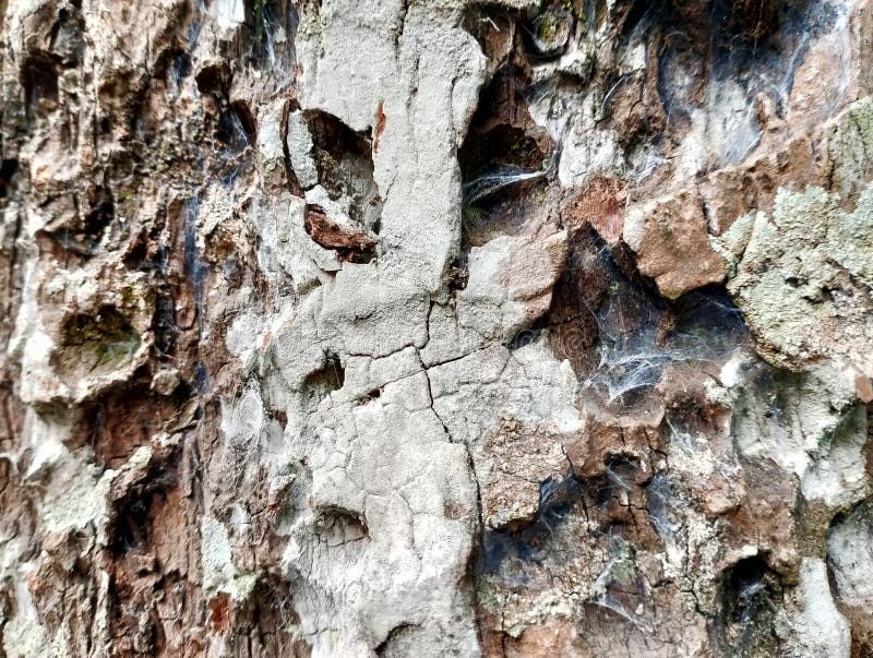 Creative Layout Made of Coconut Tree Bark.Flat Lay Stock Photo - Image ...