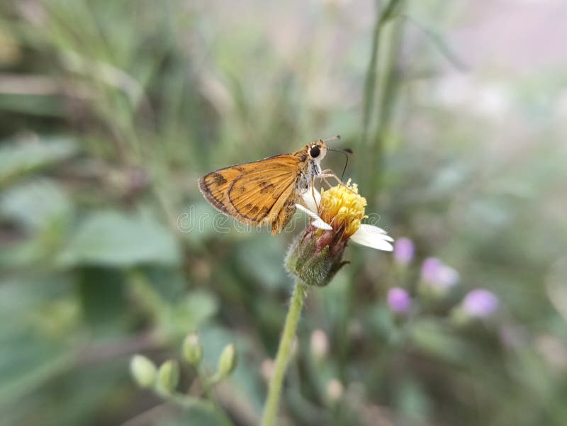 Creative Layout Made of Brown Butterfly on the Flower in the Garden ...
