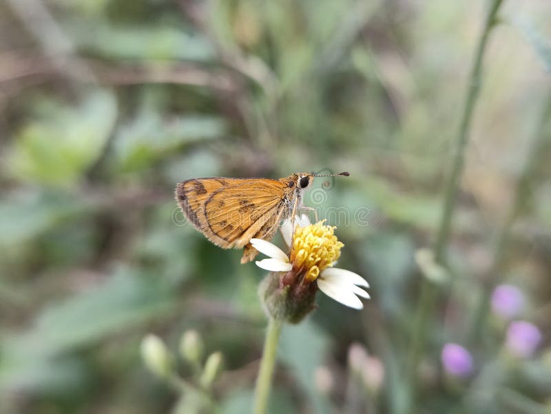Creative Layout Made of Brown Butterfly on the Flower in the Garden ...