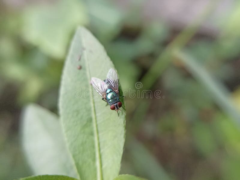 Creative Layout Made of a Fly on the Green Leaves in the Garden Stock ...