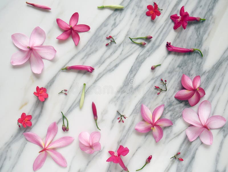 Creative Layout Made of Flowers and Leaves Stock Image - Image of ...