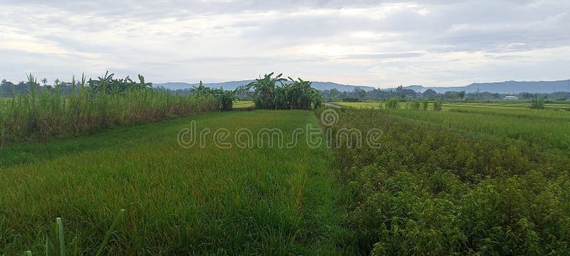 Creative Layout Made of Green Fields. Lay Flat Stock Photo - Image of ...