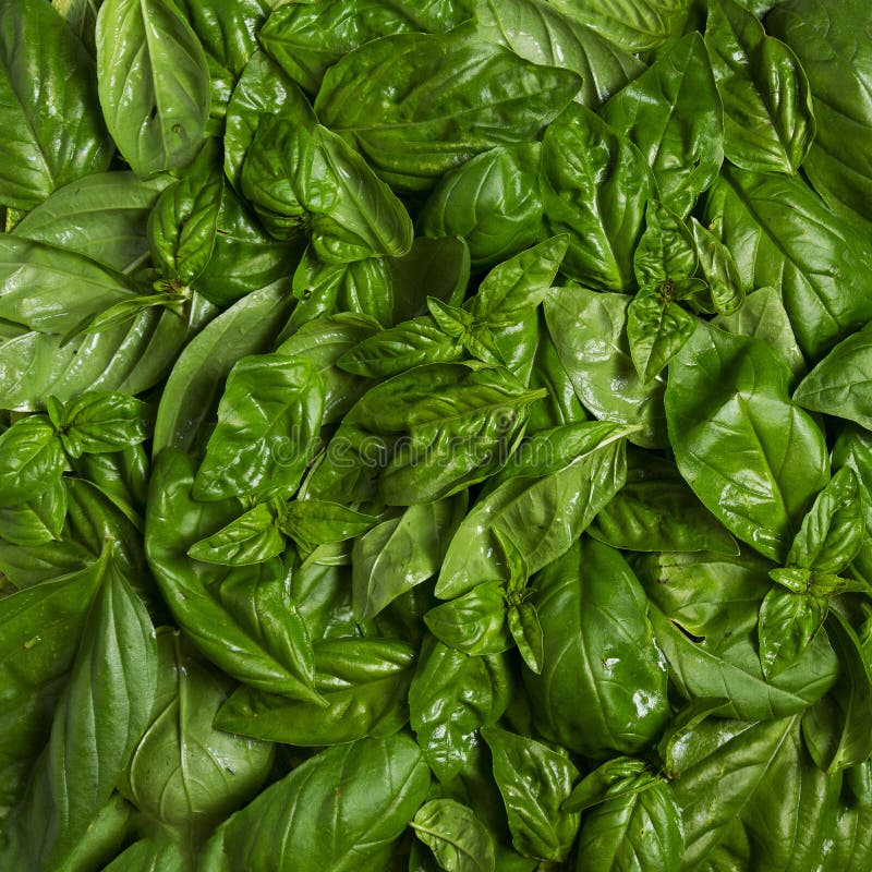 Creative Layout Made of Green Leaves. Flat Lay. Green Leaves Background ...