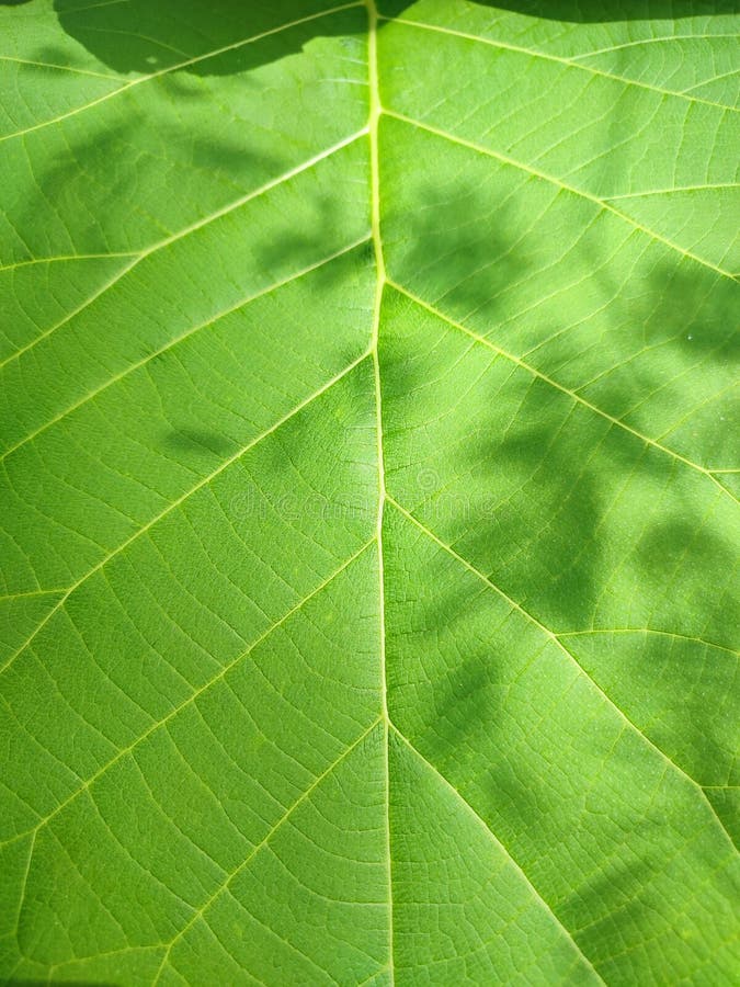 Creative Layout Made of Green Leaves. Flat Lay Stock Photo - Image of ...