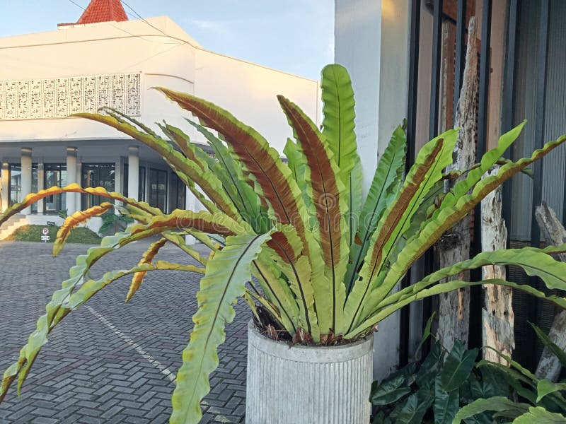 Creative Layout Made of Green Leaves. Lay Flat. Nature Concept Stock ...