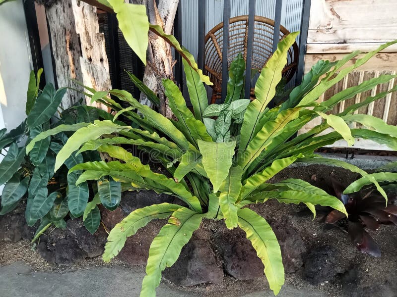 Creative Layout Made of Green Leaves. Lay Flat. Nature Concept Stock ...