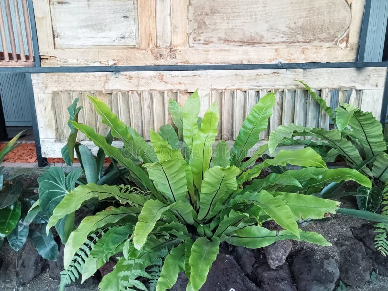 Creative Layout Made of Green Leaves. Lay Flat. Nature Concept Stock ...