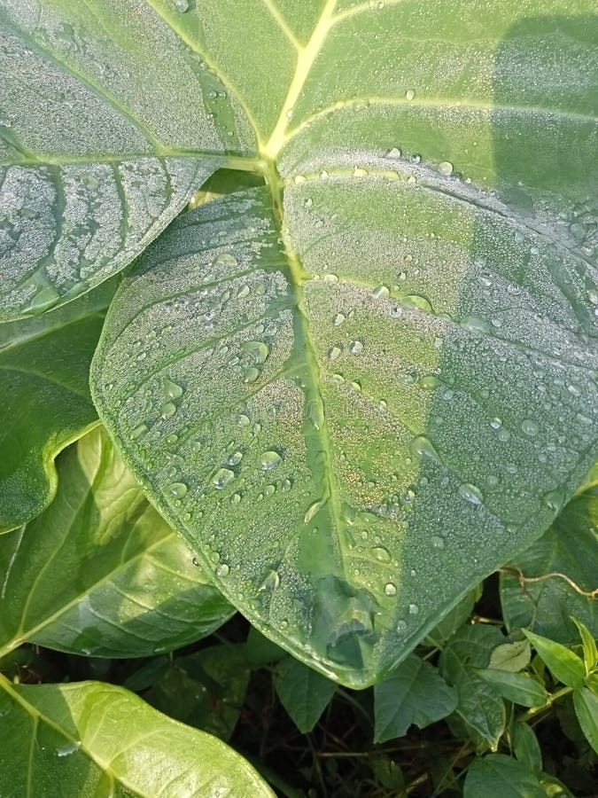 Creative Layout Made of Green Leaves with Morning Dew Drops. Lay Flat ...