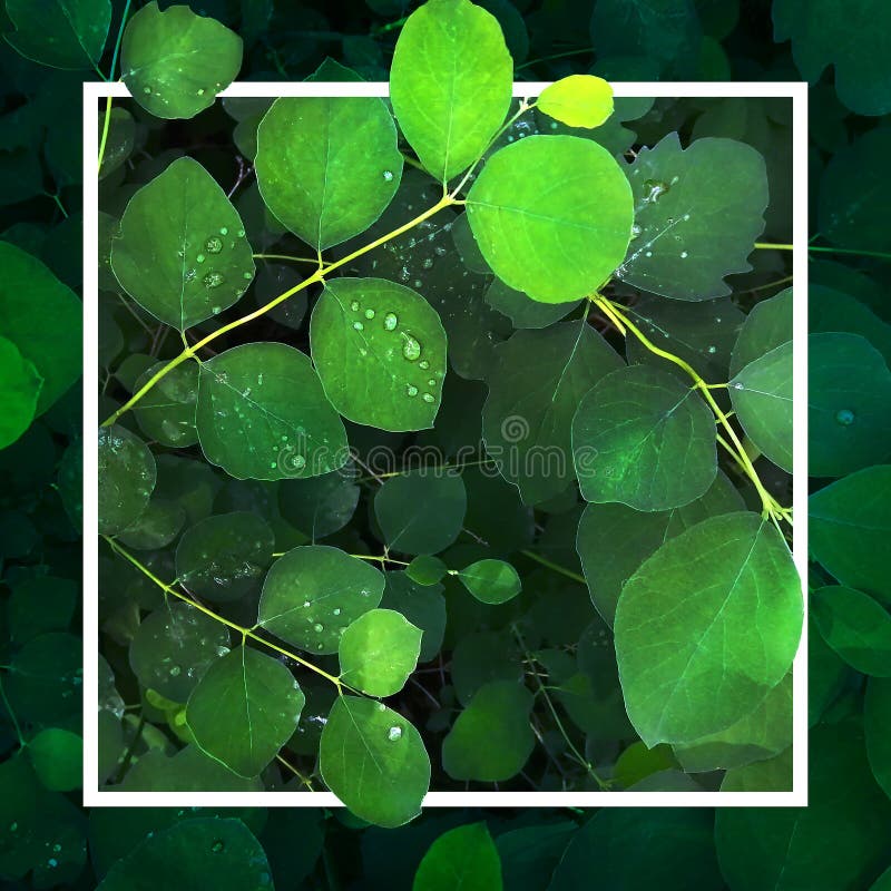 Creative Layout Made of Green Leaves with Paper Card Note. Natural ...