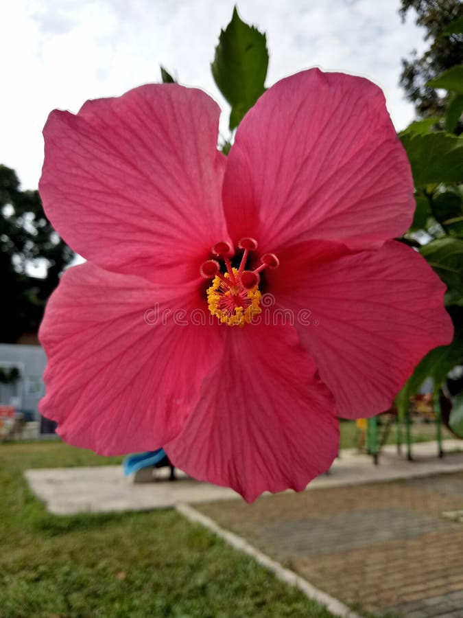 Creative Layout Made of Green Leaves and Pink Flower. Flat Lay. Nature ...