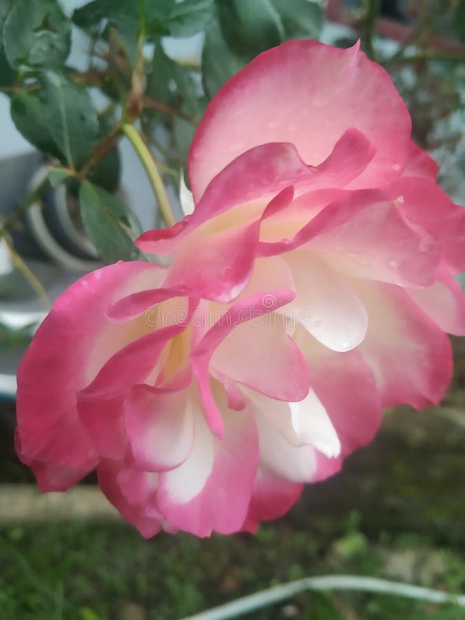 Creative Layout Made of Green Leaves and Pink Flower.Flat Lay Stock ...