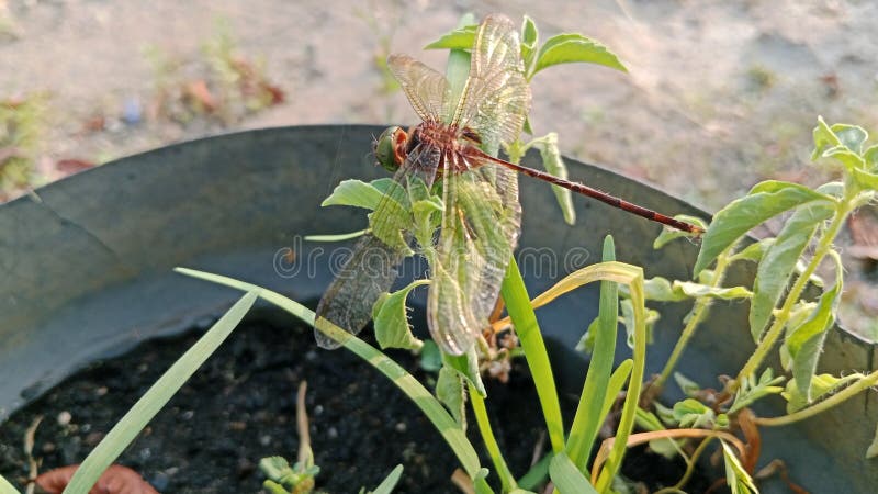 Creative Layout Made of Green Leaves and Pure Stock Image - Image of ...
