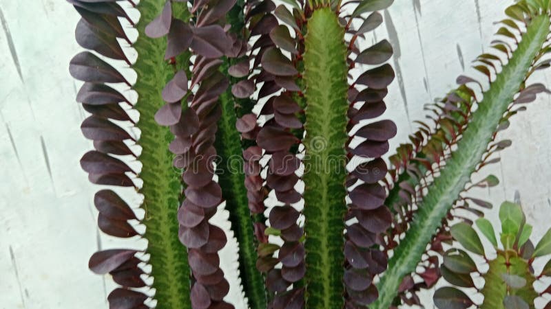 Creative Layout Made of Green Leaves and Pure Stock Photo - Image of ...