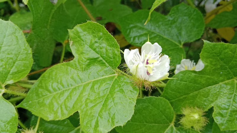 Creative Layout Made of Green Leaves and Pure Stock Photo - Image of ...