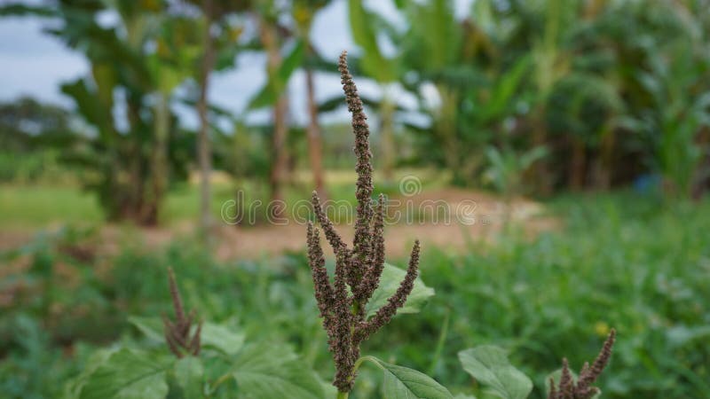 Creative Layout Made of Green Leaves and Red Flower Stock Image - Image ...