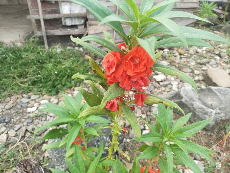 Creative Layout Made of Green Leaves and Red Flowers. Lay Flat Stock ...