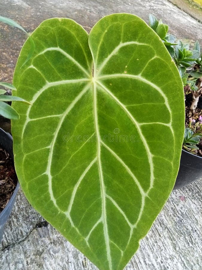 Creative Layout Made of Green Leaves Unique. Nature Concept. Stock ...