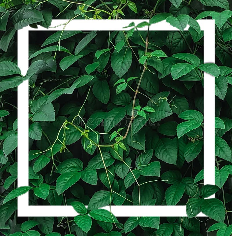 Creative Layout Made of Green Leaves with White Frame. Flat Lay. Nature ...