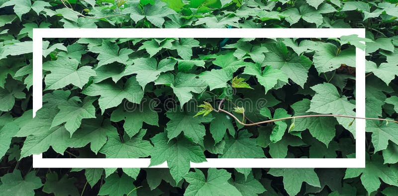 Creative Layout Made of Green Leaves with White Frame. Flat Lay. Nature ...