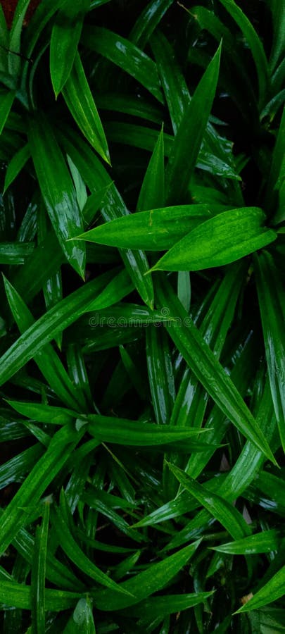 Creative Layout Made of Green Pandanus Leaves Stock Image - Image of ...