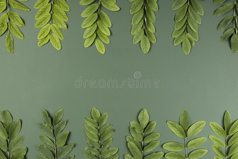 Creative Layout Made of Leaves Branches on Green Background Stock Image ...