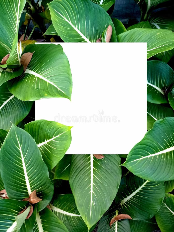 Creative Layout Made of Leaves of Ornamental Plants with a White Square ...