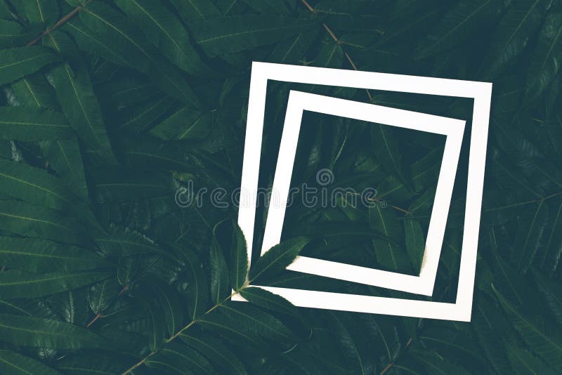 Creative Layout Made of Leaves with Paper Card Frame. Stock Image ...
