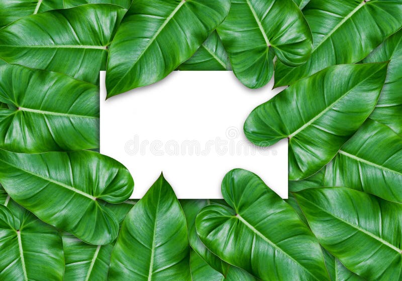 Creative Layout Made of Leaves with Paper Card Note. Stock Photo ...